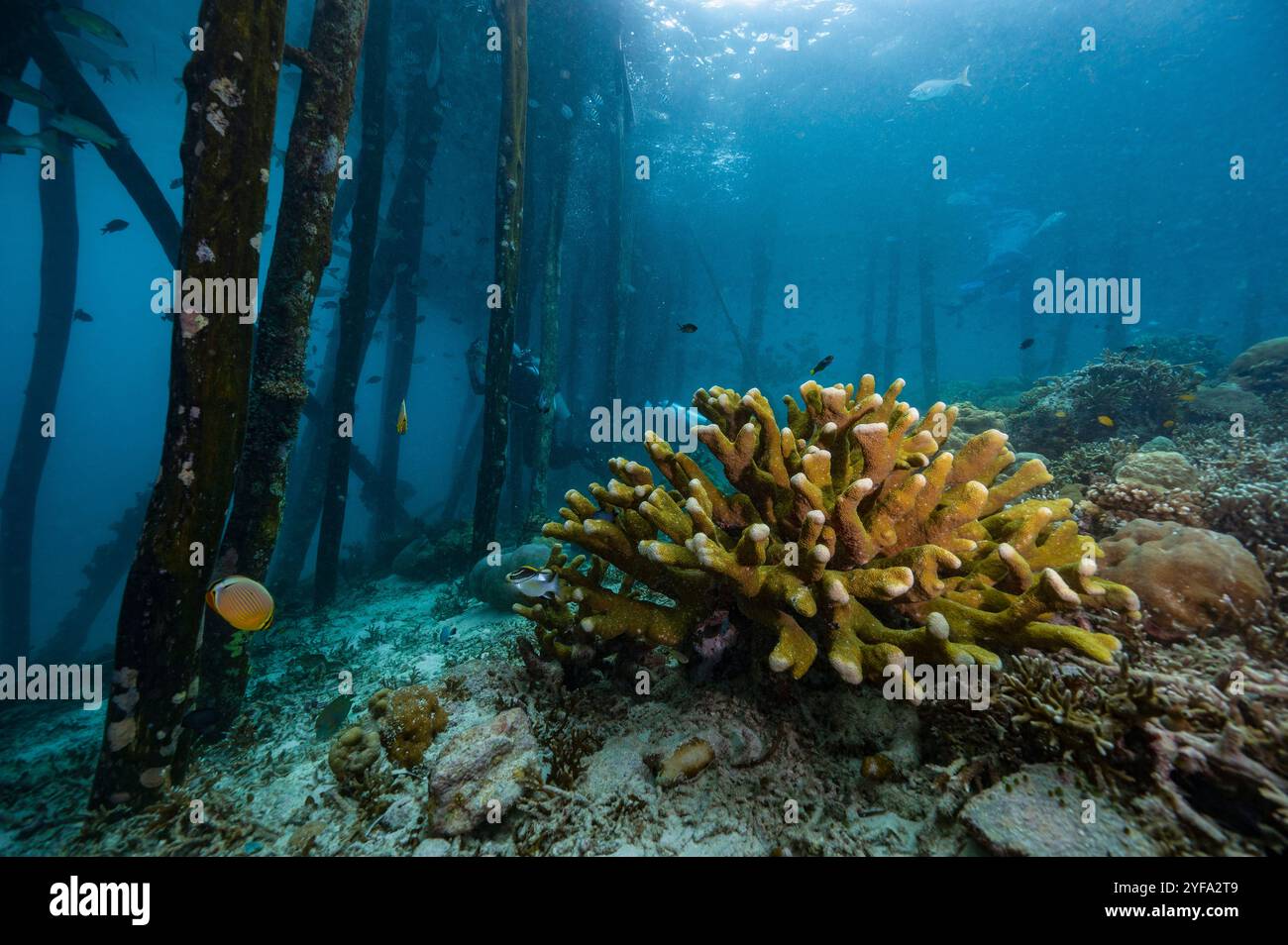 hard coral around Arborek Jetty in Raja Ampat Stock Photo - Alamy