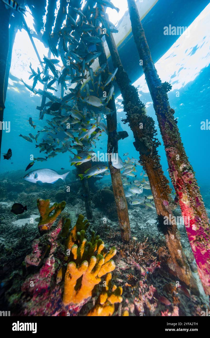 tropical fish below the Arborek Jetty in Raja Ampat Stock Photo - Alamy