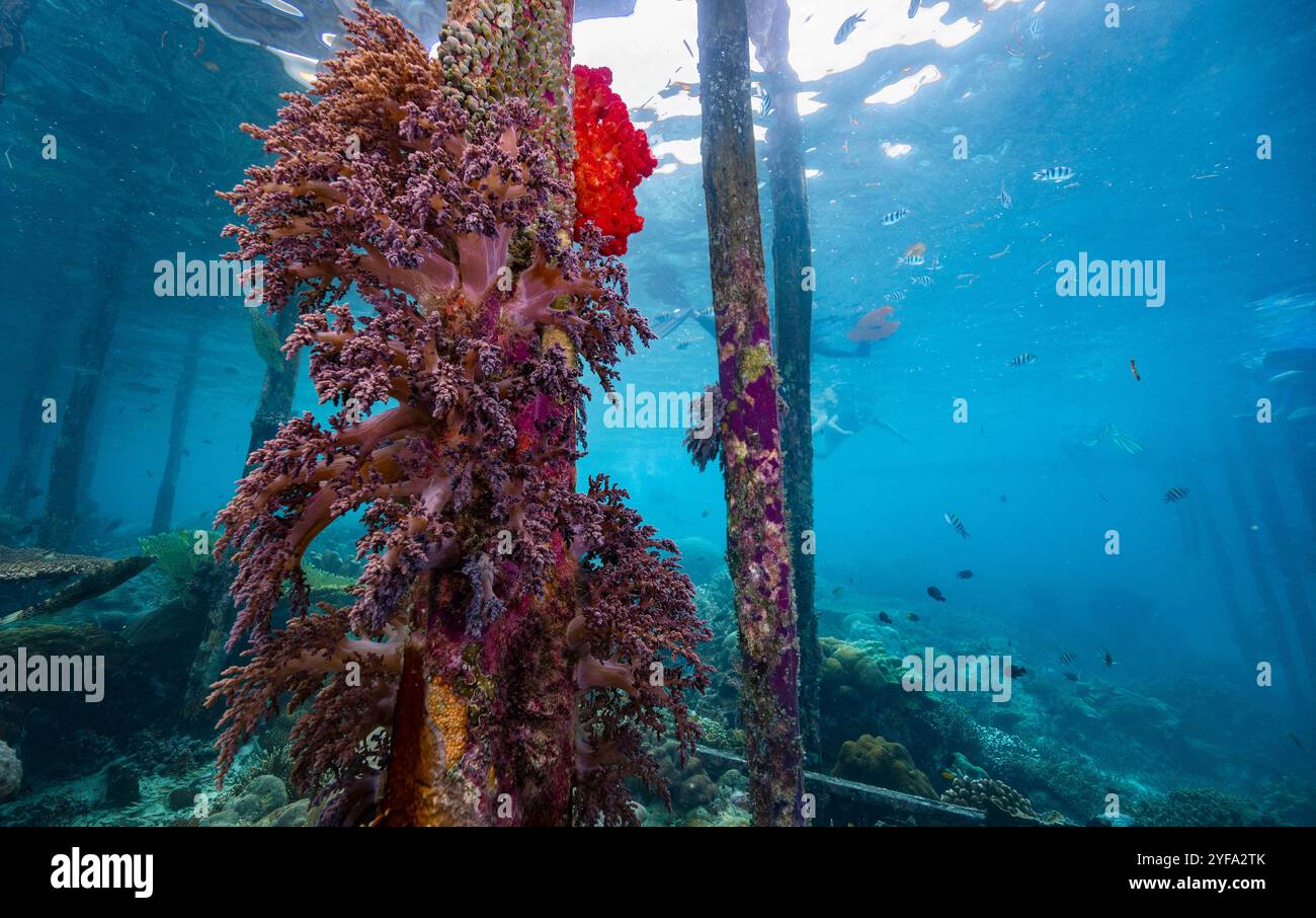 soft coral growing on Arborek Jetty in Raja Ampat Stock Photo - Alamy