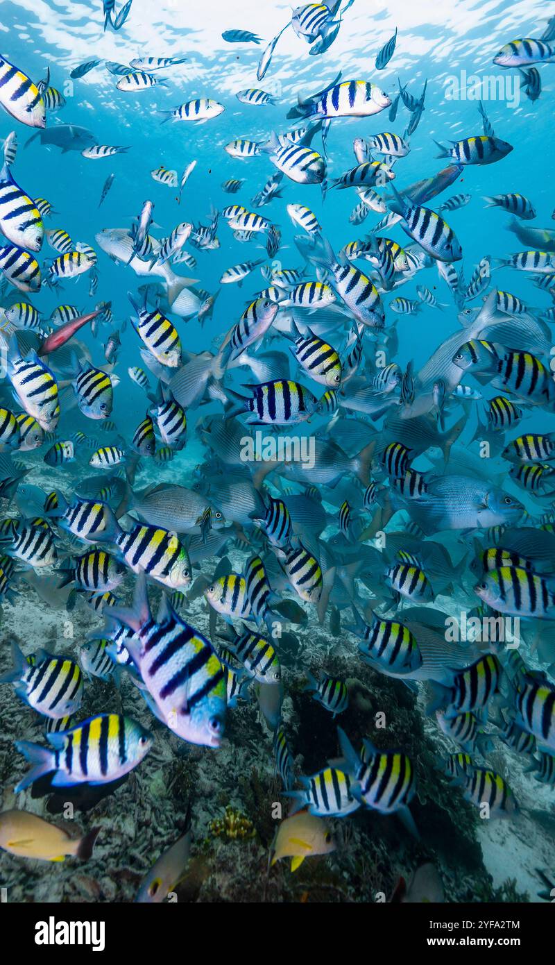 shoal of sergeant major fish in Raja Ampat Stock Photo - Alamy