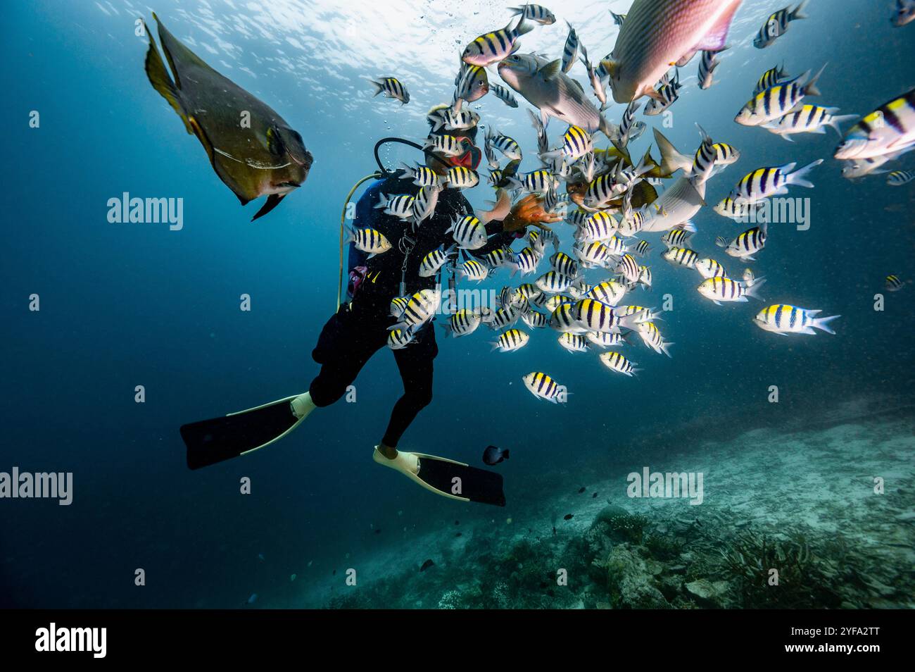 Indonesia marine life hi-res stock photography and images - Alamy
