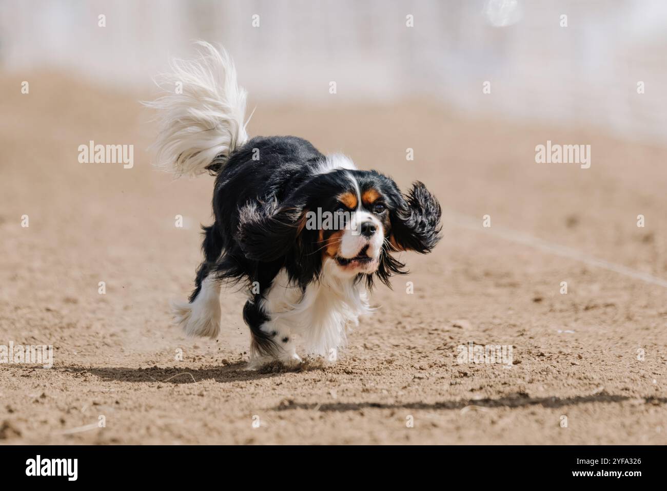 Cavalier king charles spaniel running hi-res stock photography and ...