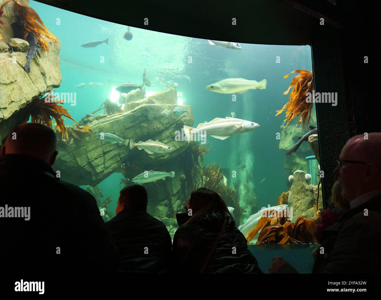 Macduff marine aquarium hi-res stock photography and images - Alamy