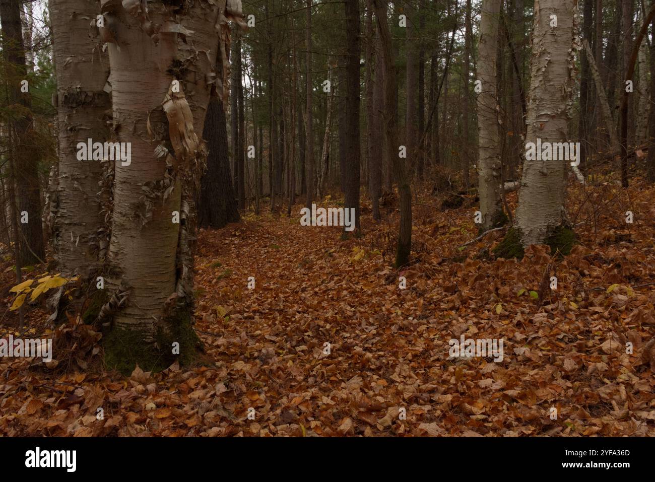 fall path trees leaves forest Stock Photo - Alamy