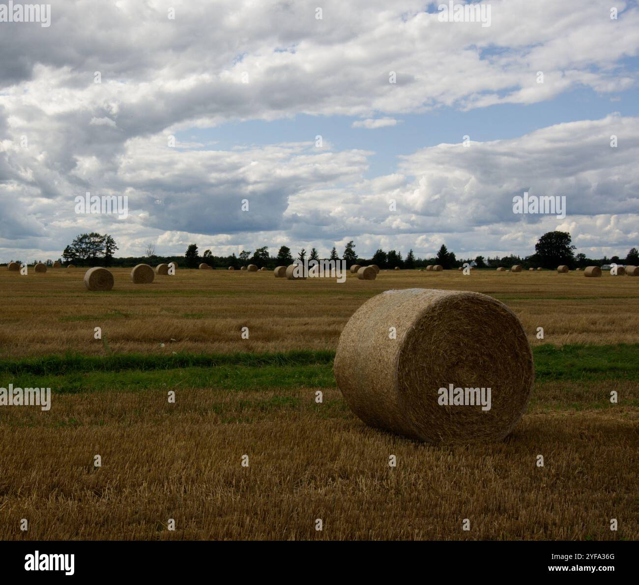 wheat fields white fluffy clouds hay bale Stock Photo - Alamy
