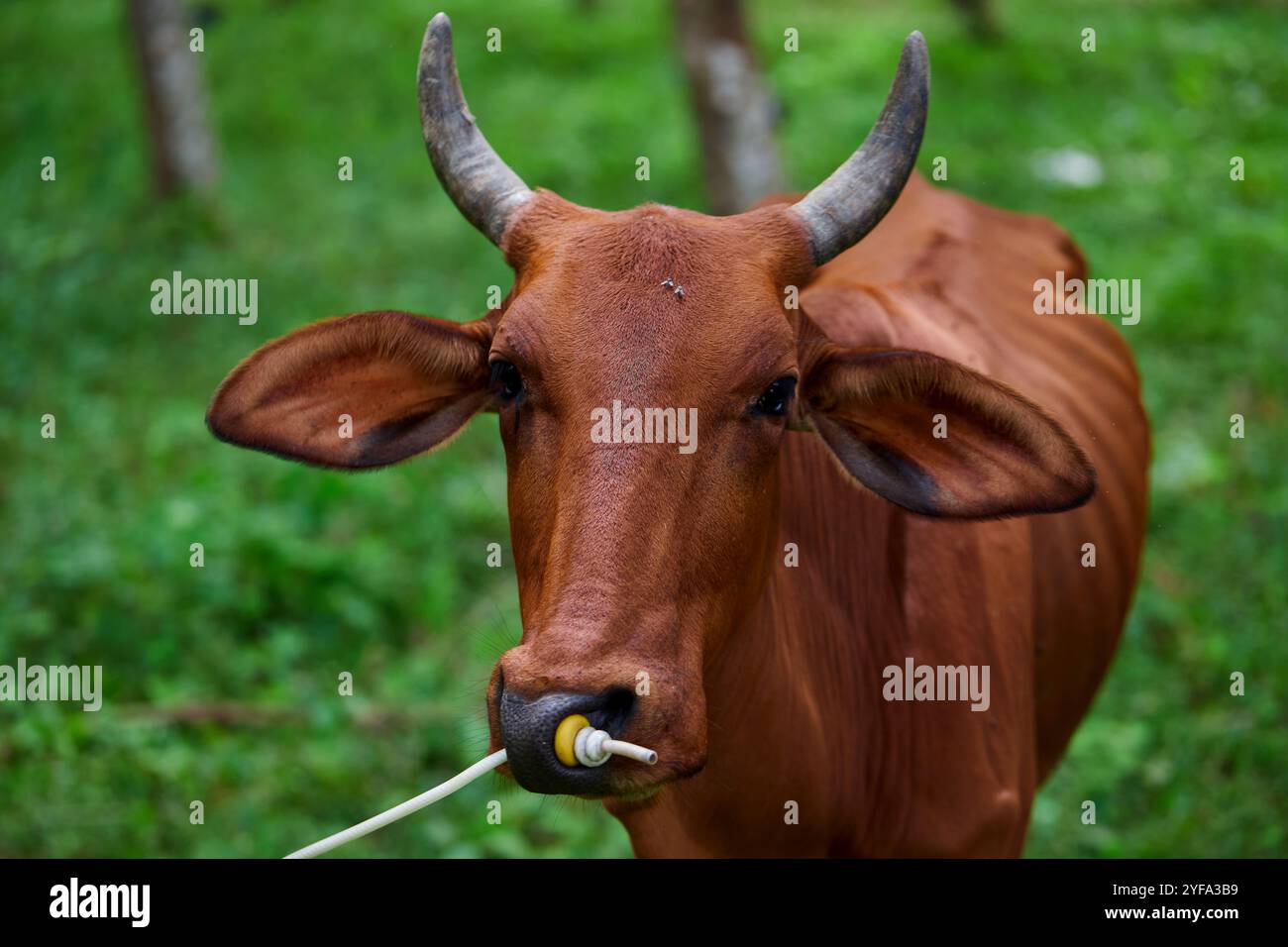 Cow body close up hi-res stock photography and images - Alamy