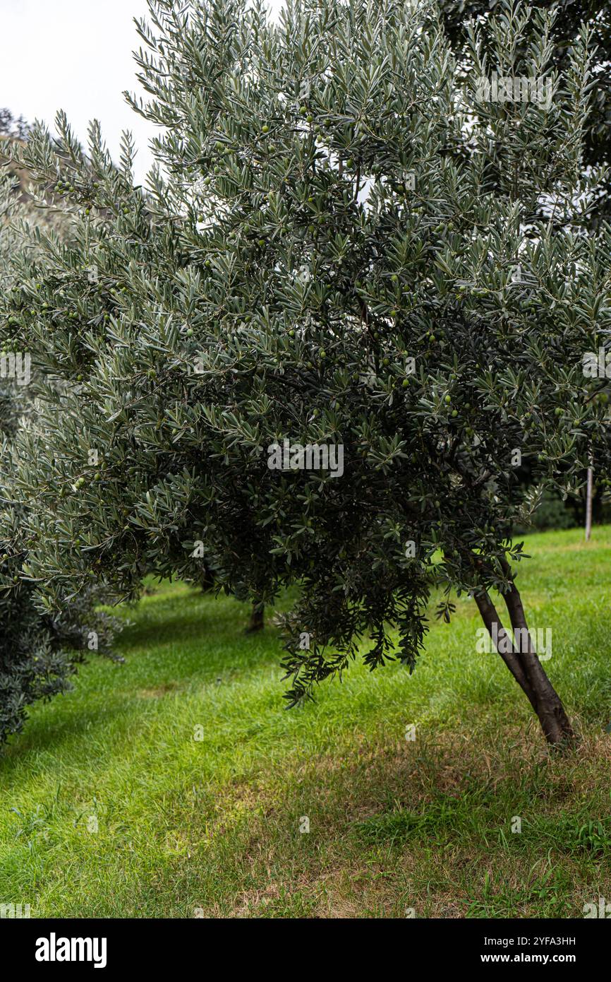 Evergreen olive trees in the orchard Stock Photo - Alamy