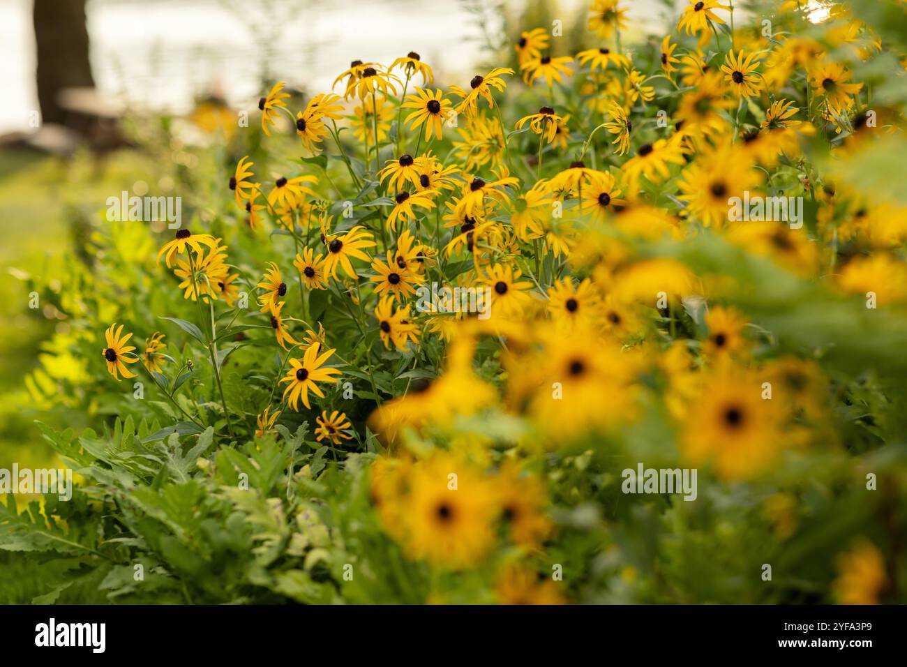 black-eyed susan flowers in the summer Stock Photo - Alamy