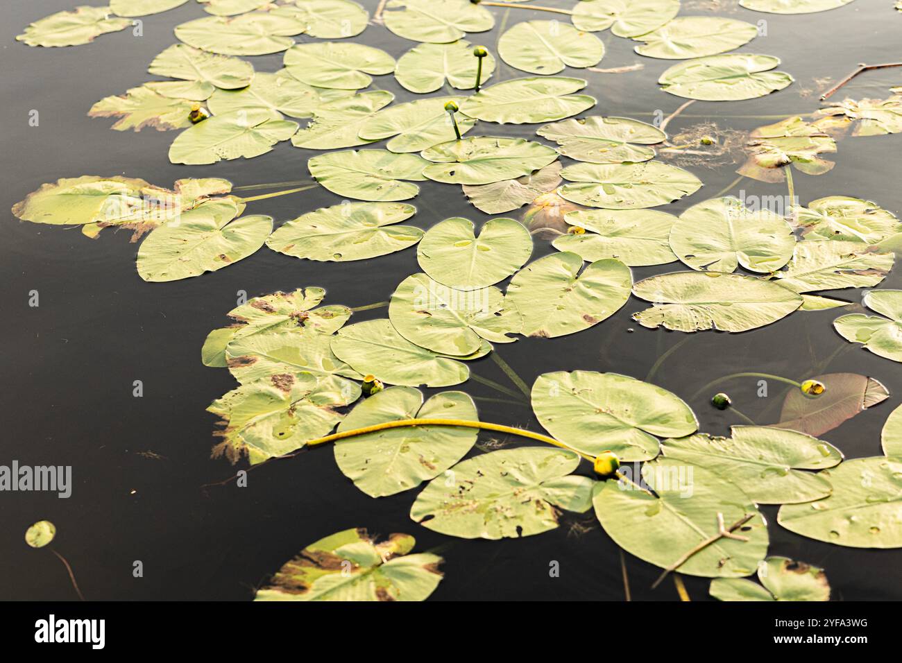 Close-up image of lily pads floating on a lake Stock Photo - Alamy