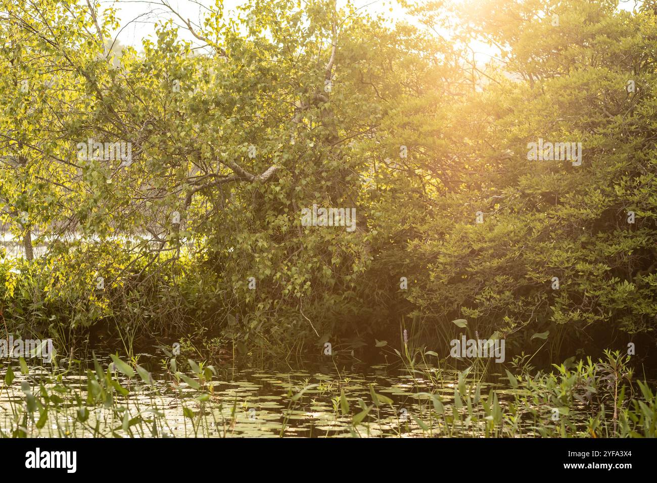 Evening sun shining through lush greenery on the lake Stock Photo - Alamy