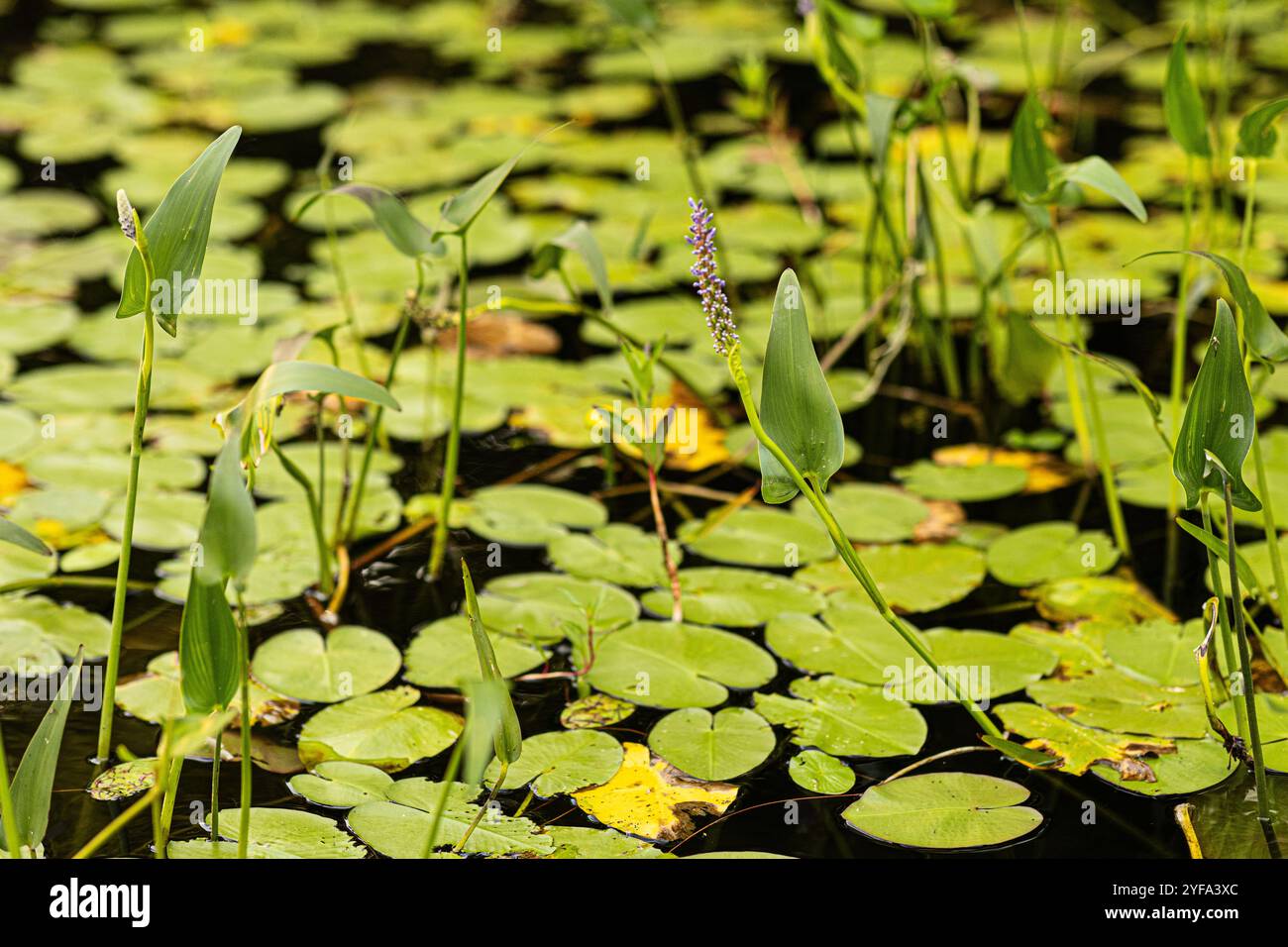 Close up of lily pads on water Stock Photo - Alamy
