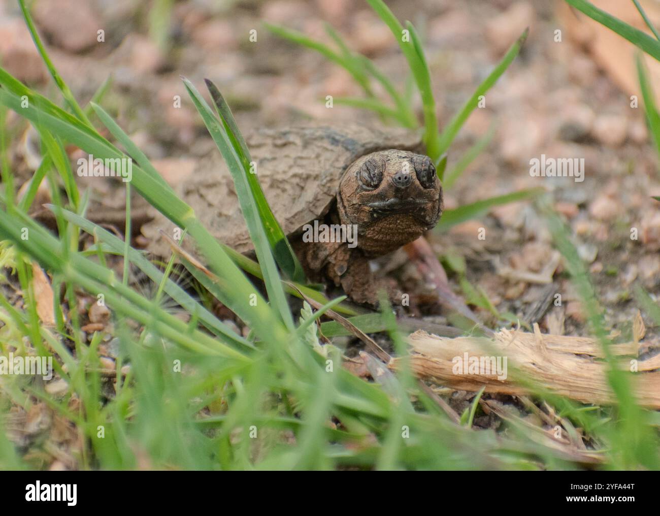 Baby snapping turtle hi-res stock photography and images - Alamy