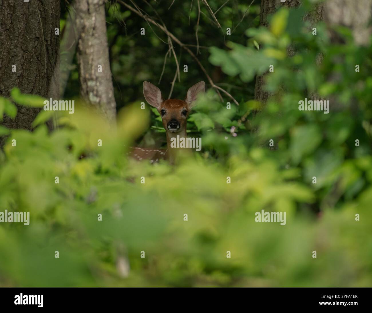 Peek innocence hi-res stock photography and images - Alamy