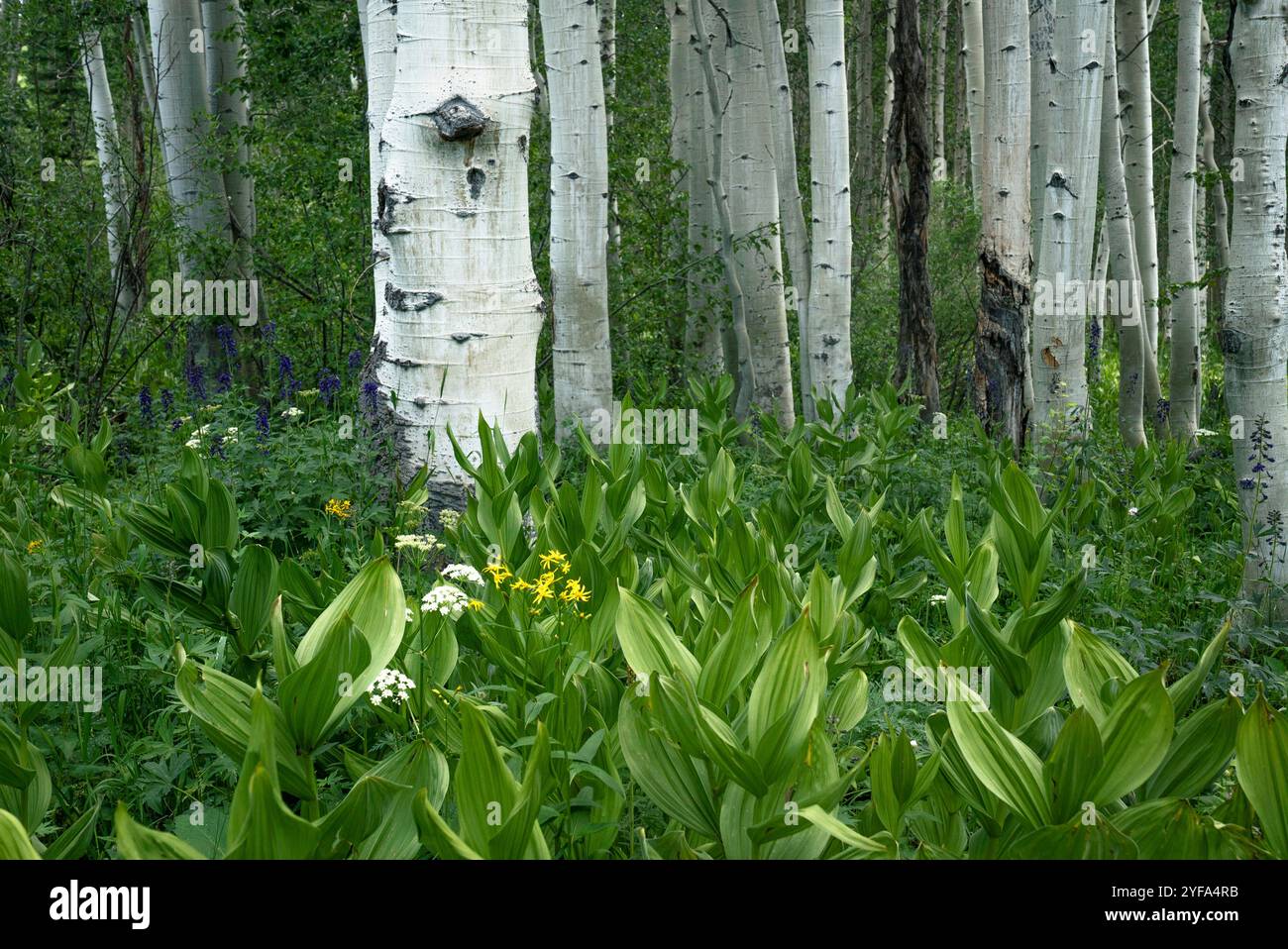Healthy understory hi-res stock photography and images - Alamy
