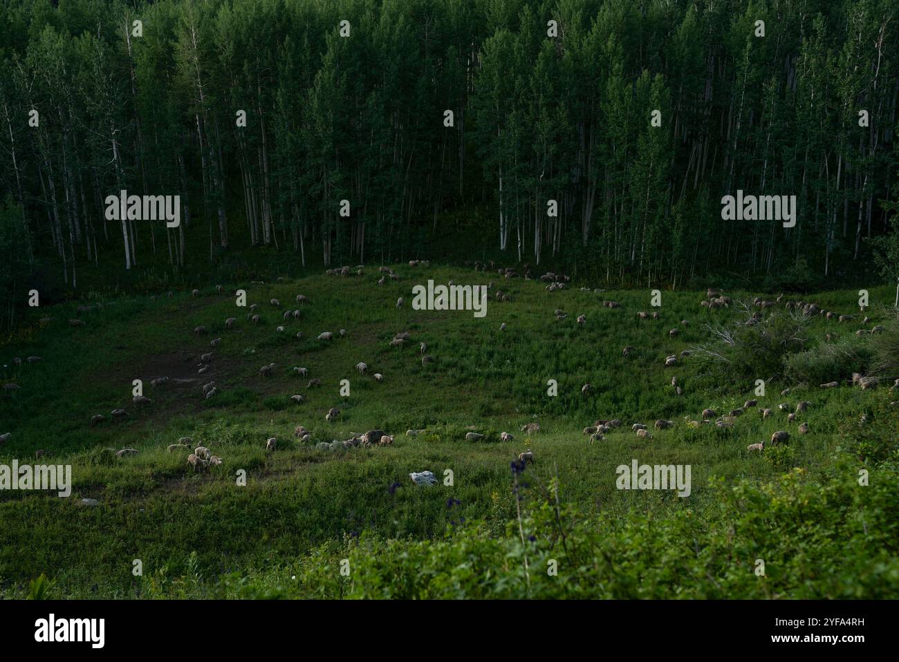 Hundreds of sheep in a clearing surrounded by aspen trees Stock Photo ...