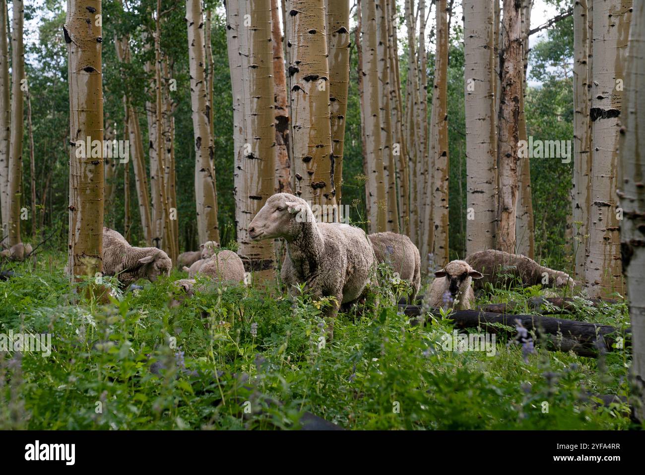 Aspen village summer hi-res stock photography and images - Alamy