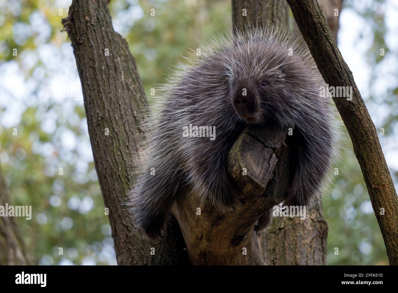 North American Porcupine - Erethizon dorsatum, the largest rodent ...