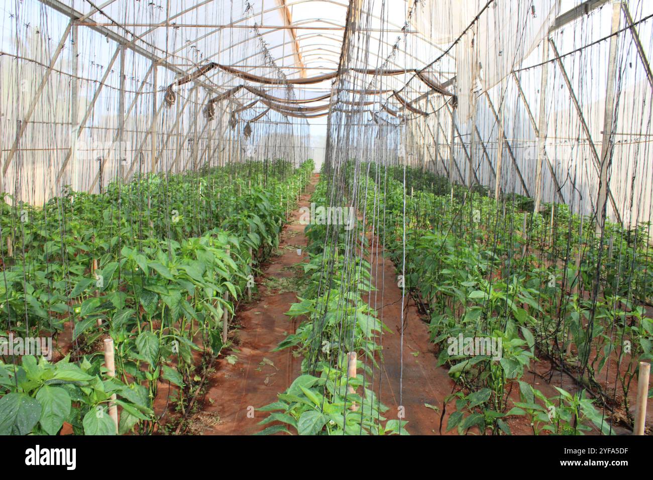 Green wire mesh hi-res stock photography and images - Alamy