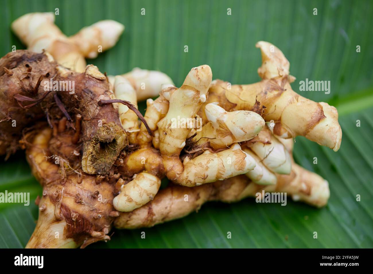 Finger root hi-res stock photography and images - Alamy