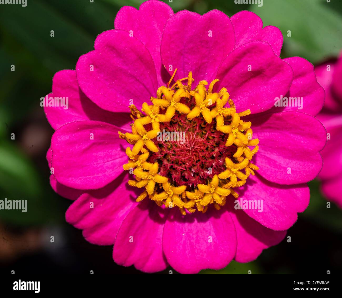 Mexican zinnia ( Zinnia haageana ) - Kampala -Uganda Stock Photo - Alamy