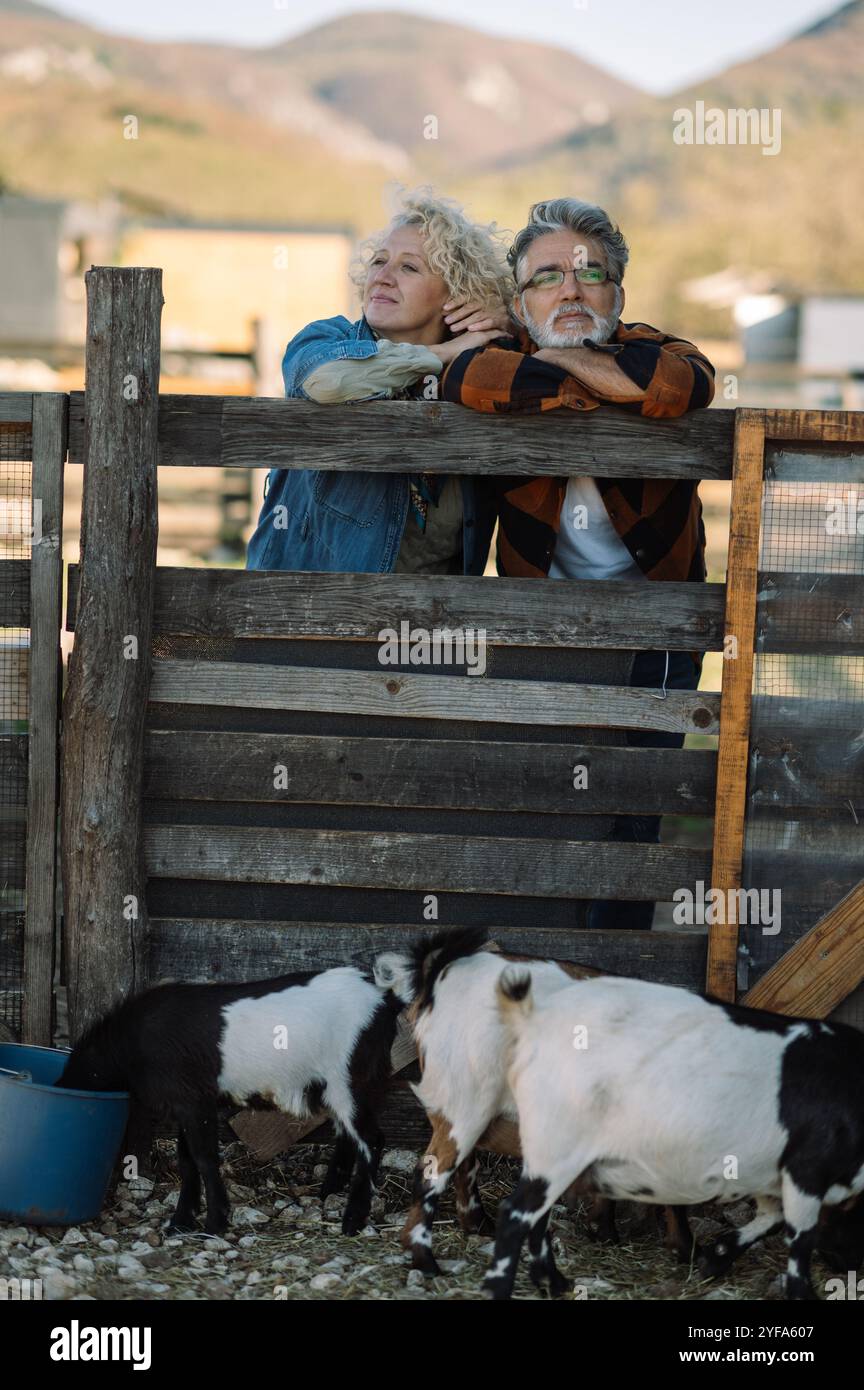 Curly hair goat hi-res stock photography and images - Alamy