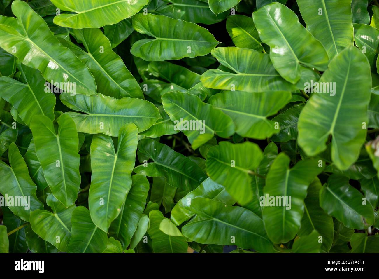 Dense cluster of vibrant green tropical leaves with smooth textures ...