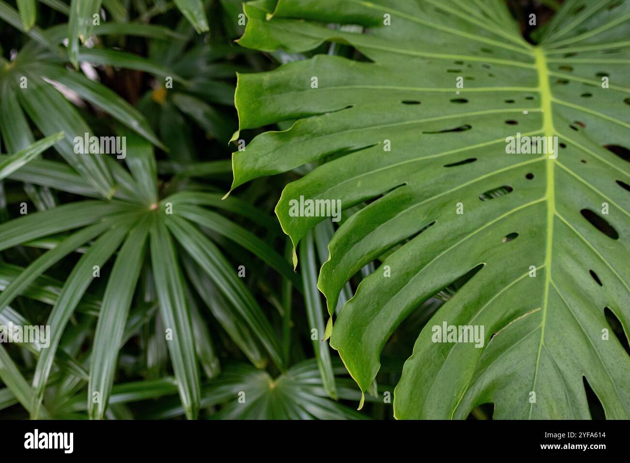 Monstera leaf overlapping with palm leaves, showing vibrant textures ...