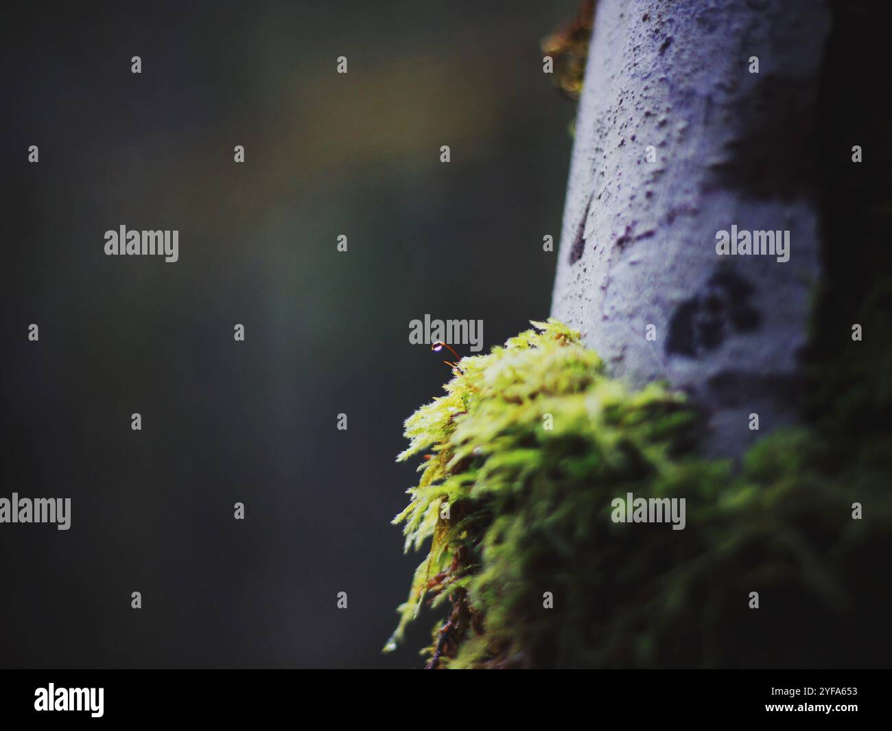 Mossy birch hi-res stock photography and images - Alamy