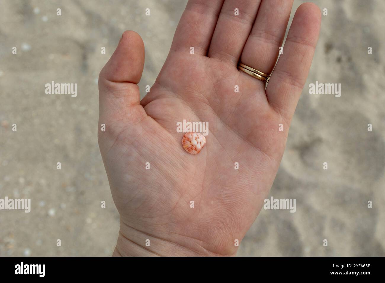 Hand with shell on sandy beach close up hi-res stock photography and ...