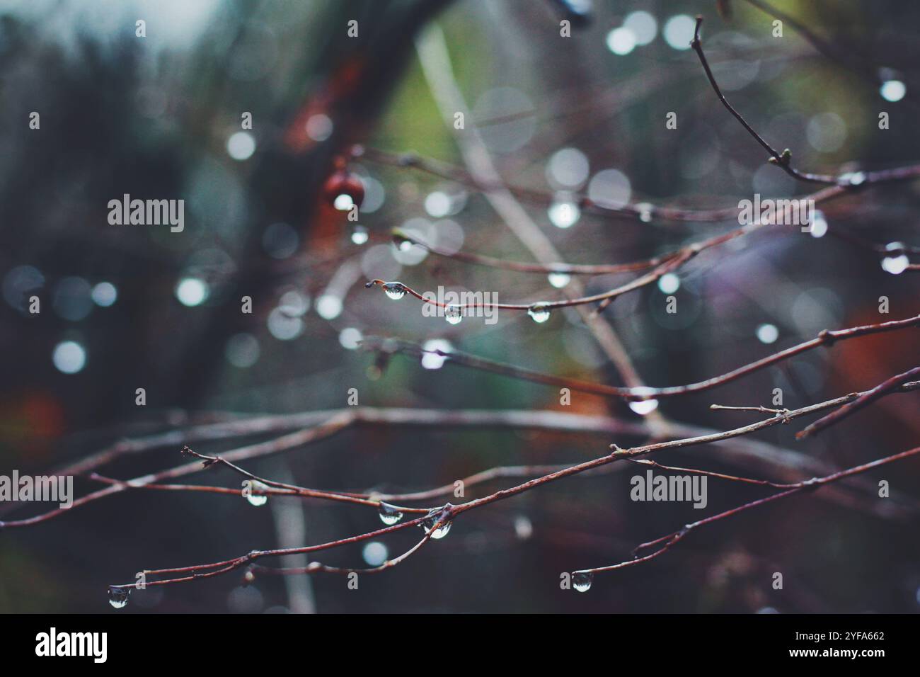 Rain tree branch hi-res stock photography and images - Alamy