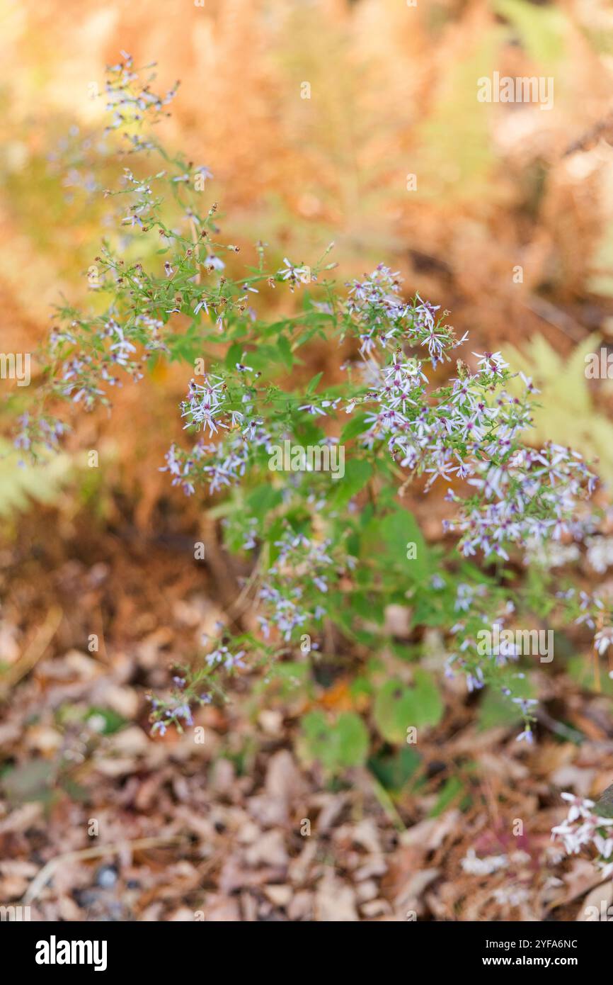 Delicate purple wildflowers in a woodland setting with autumn leaves ...