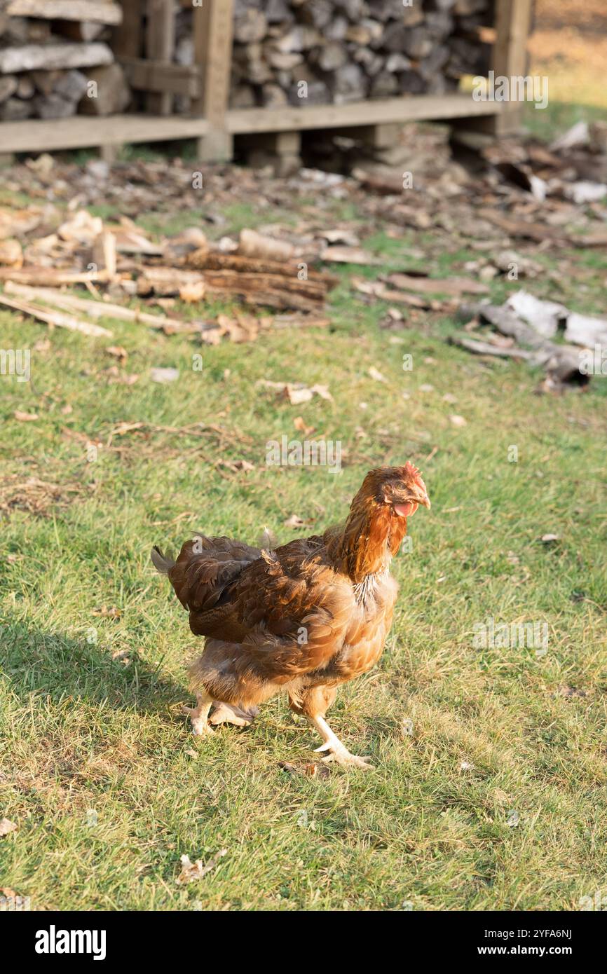 Rust color chicken walking on grassy yard with woodpile in background ...