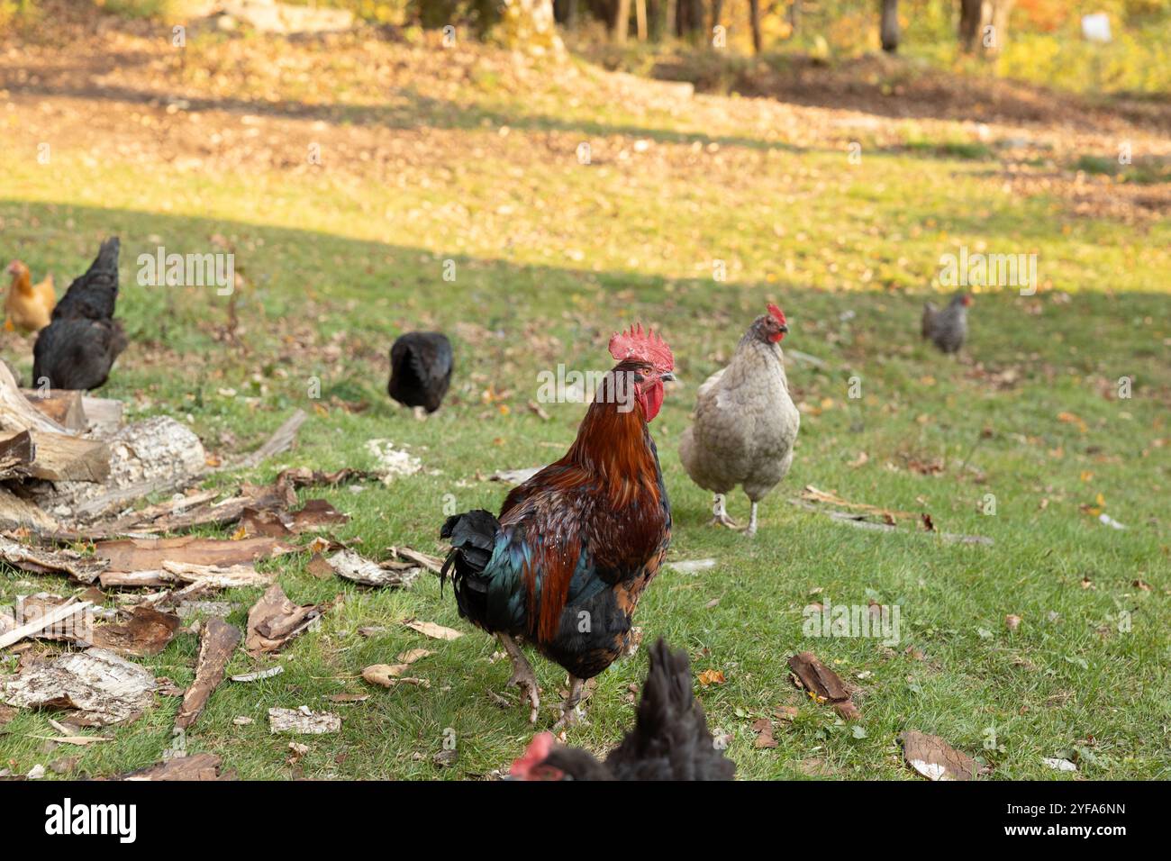 Mixed flock of chickens grazing on grassy yard with forest background ...
