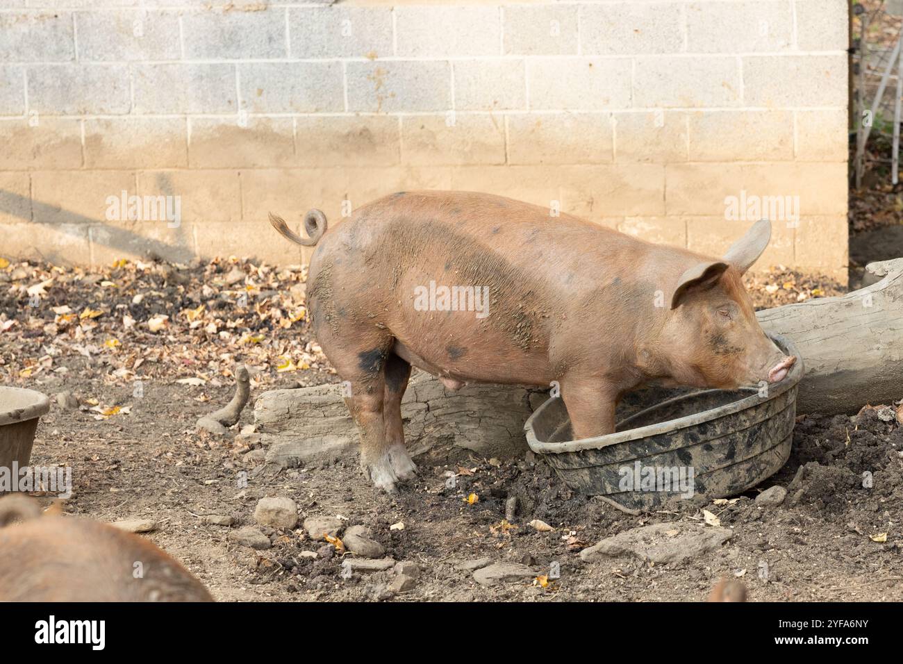 Domestic pig standing in mud hi-res stock photography and images - Alamy