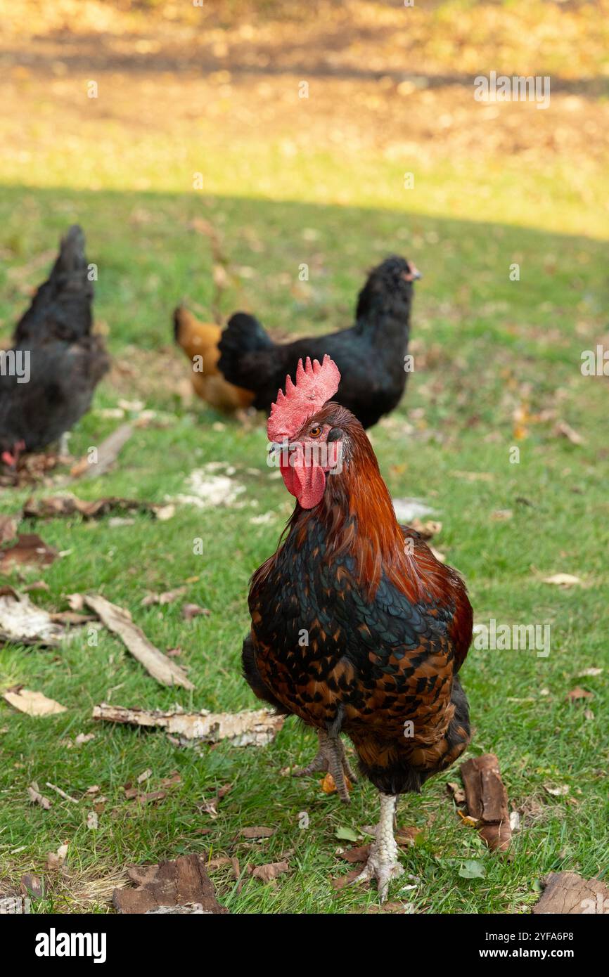 Vibrant beak stands hi-res stock photography and images - Alamy