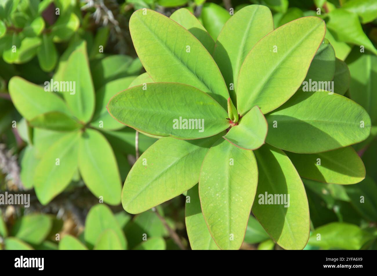 plant on the pot Stock Photo - Alamy