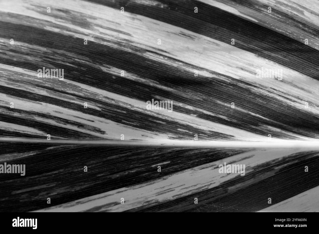 Shell-ginger ( Alpinia zerumbet ) - Kampala Uganda Stock Photo - Alamy