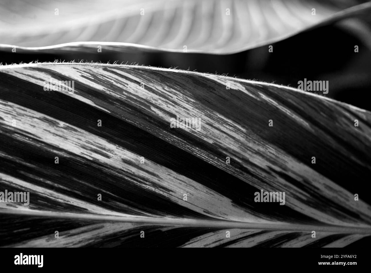 Shell-ginger ( Alpinia zerumbet ) - Kampala Uganda Stock Photo - Alamy