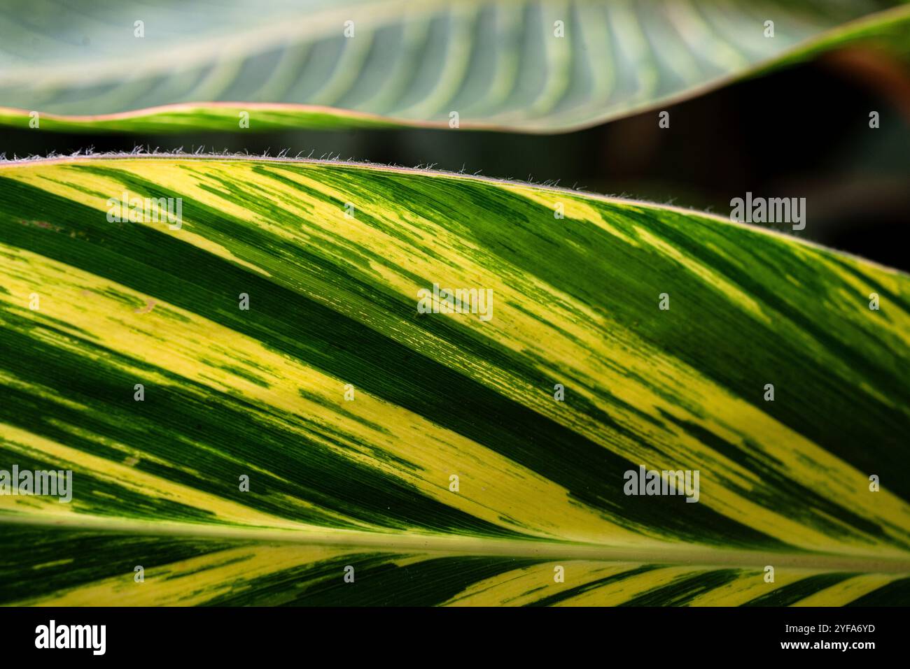 Shell-ginger ( Alpinia zerumbet ) - Kampala Uganda Stock Photo - Alamy