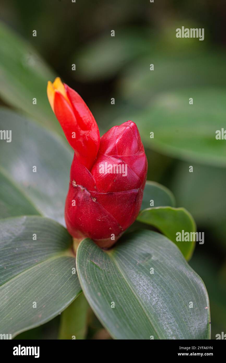 Red cane ( Costus woodsonii ) - Kampala Uganda Stock Photo - Alamy