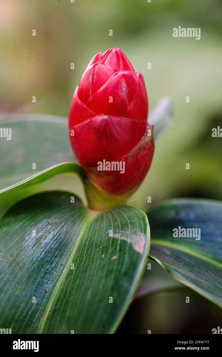 Red cane ( Costus woodsonii ) - Kampala Uganda Stock Photo - Alamy