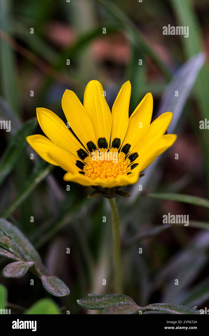 Close up gazania rigens hi-res stock photography and images - Alamy