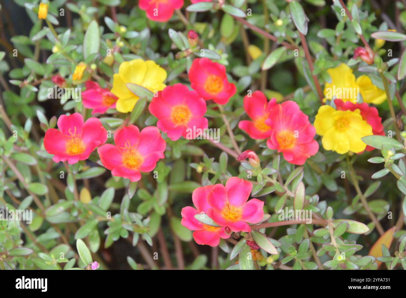 rose moss (Portulaca grandiflora) at the garden Stock Photo - Alamy