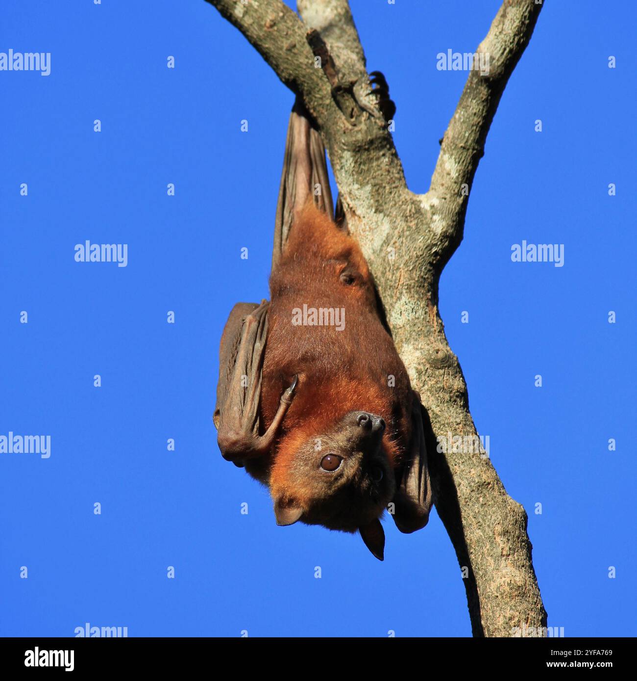 Fruit bat resting on a tree, Port Macquarie, Australia Stock Photo - Alamy