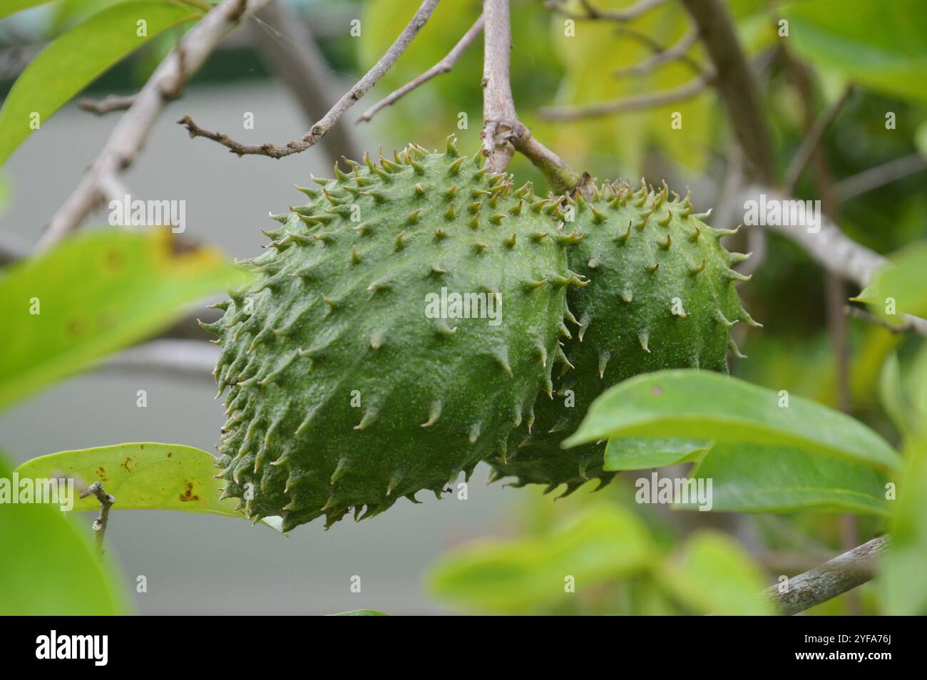 natural soursop green (Annona muricata L.) ripe on the tree Stock Photo ...