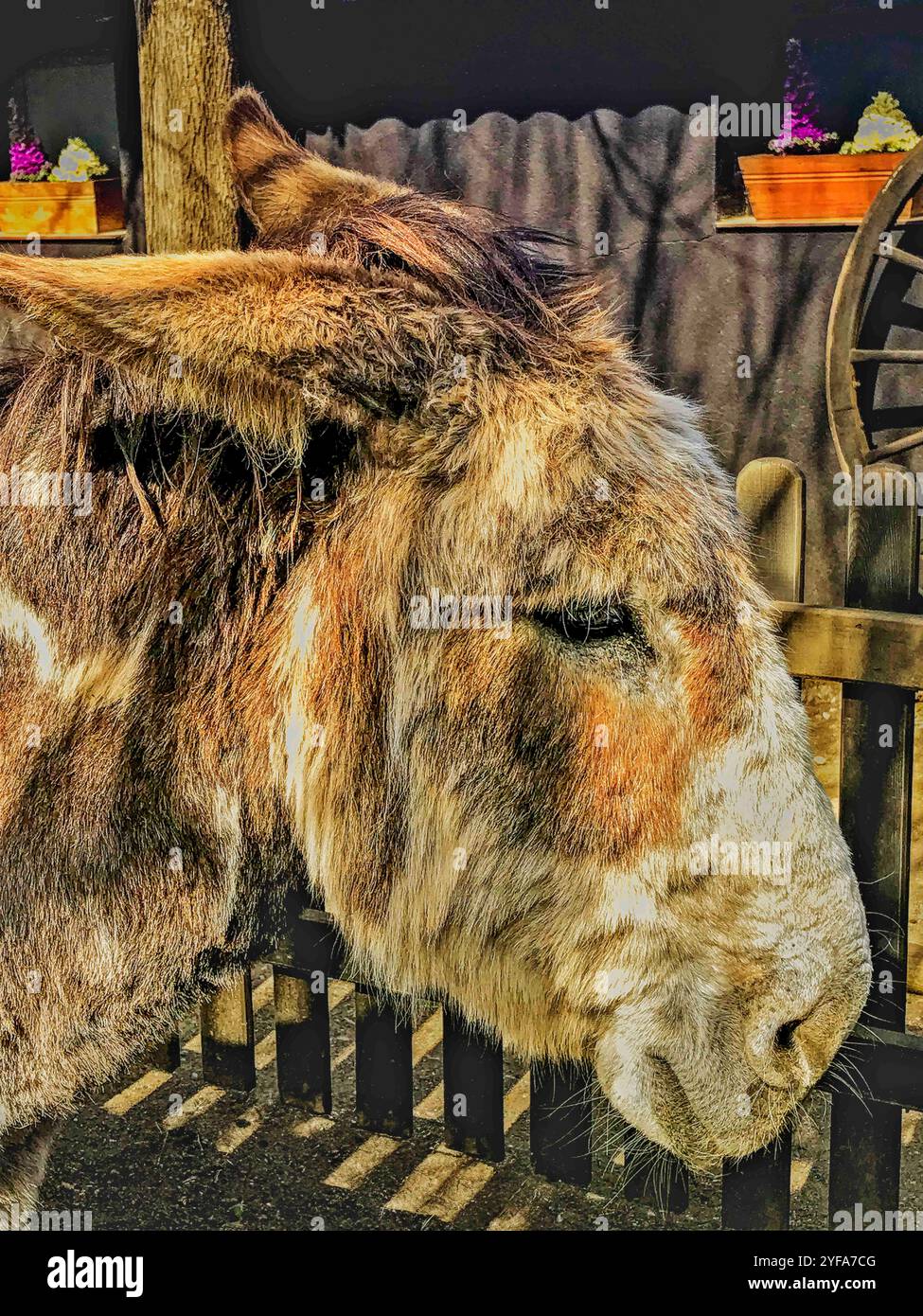 Donkey fur texture hi-res stock photography and images - Alamy