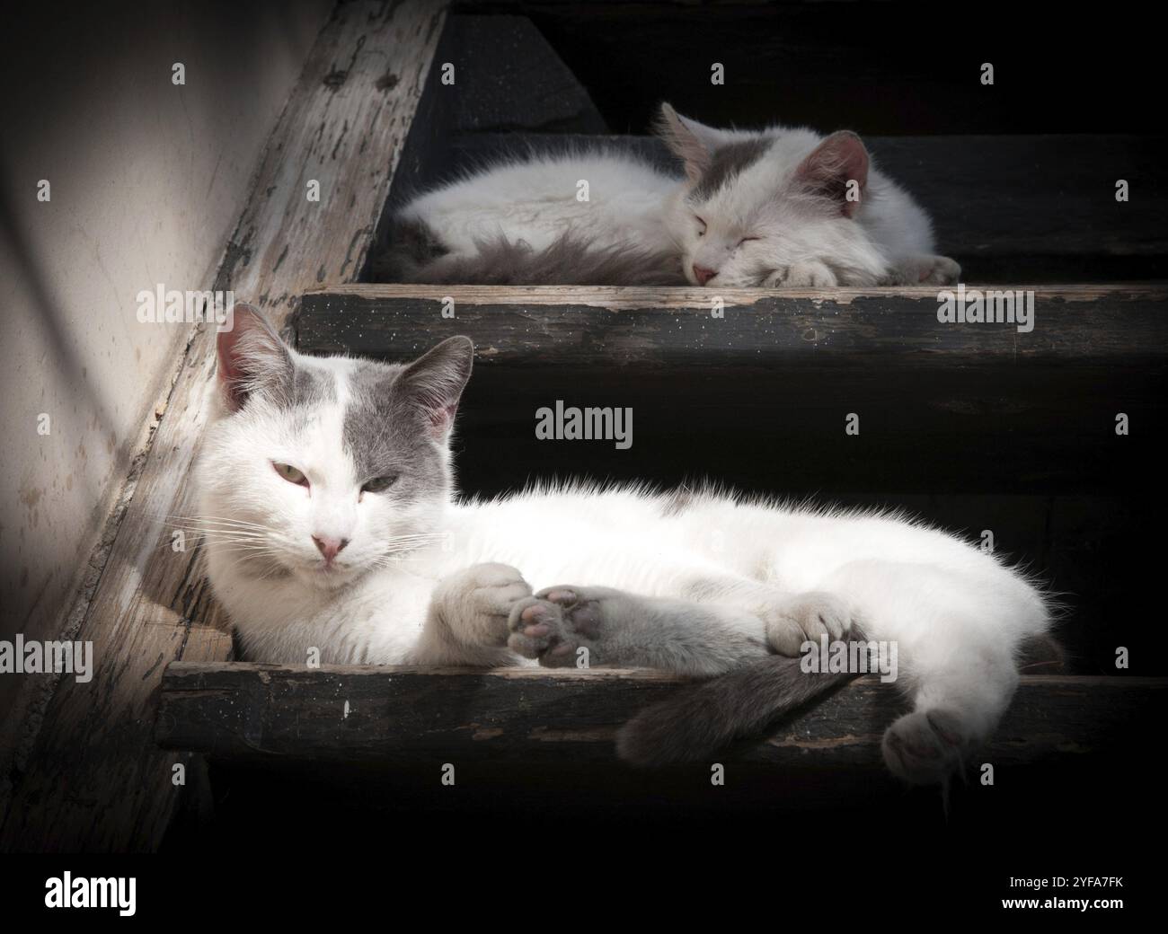 Lazy cats hi-res stock photography and images - Alamy