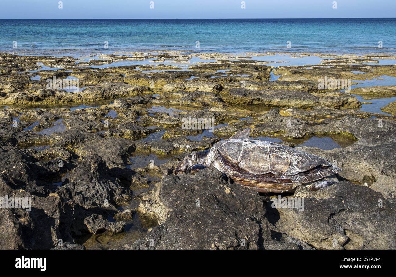 A dead decay turtle Caretta careta on a rocky beach. Protaras Cyprus ...