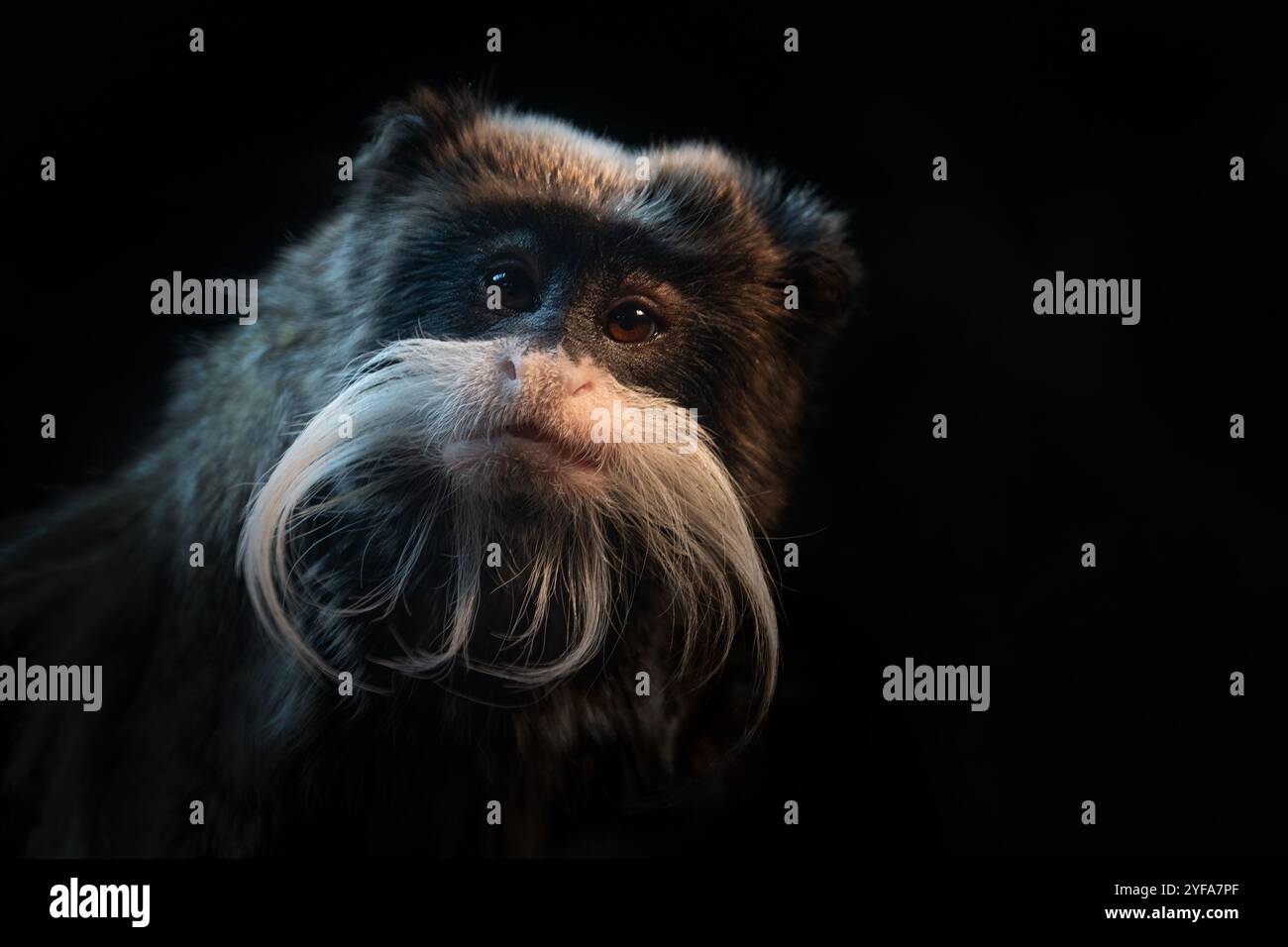 Bearded emperor tamarin, Saguinus imperator subgrisescens, on black ...