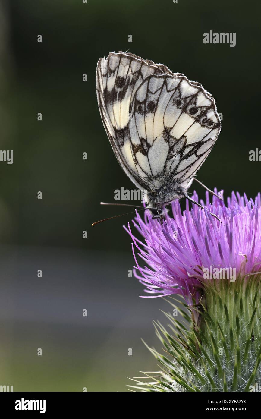 Checkerspot butterfly (Melanargia galathea) on creeping thistle ...